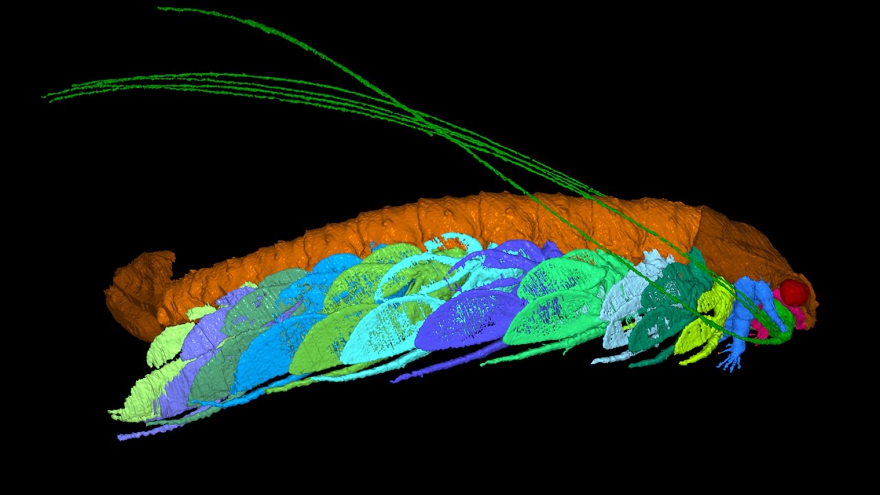 Ancient Crustacean Named After David Attenborough