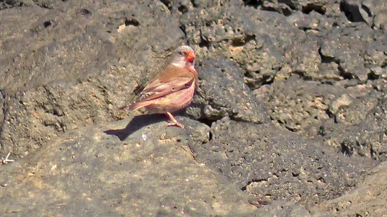 Some birds of Lanzarote - YouTube