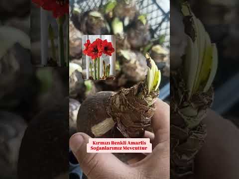 Kırmızı Renkli Anaç Boy Amarlis Soganlarımız Mevcuttur.