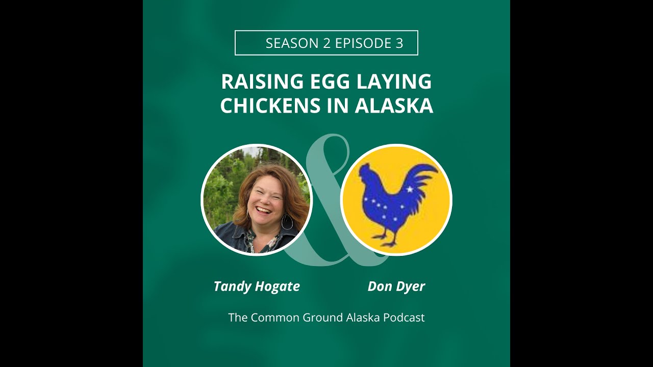 RAISING EGG LAYING CHICKENS IN ALASKA - YouTube