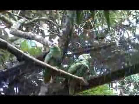 Reportaje de la Reserva Ecologica Yanacocha - YouTube