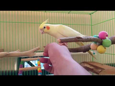 SERU YAH PELIHARA BURUNG FALK/PARKIT AUSTRALIA/COCKATIELS #birds # ...