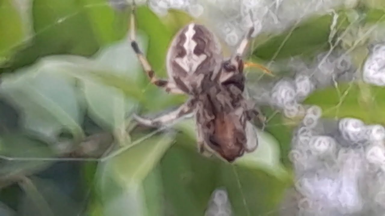 Spider Wrapping & Dragging Fly Time Lapse - YouTube