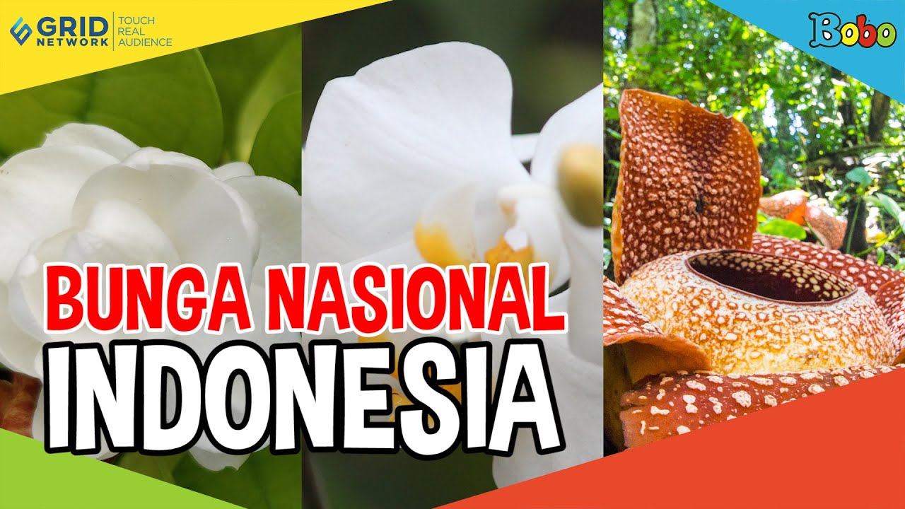Bunga Nasional Indonesia - Puspa Bangsa, Puspa Pesona, dan Puspa Langka ...
