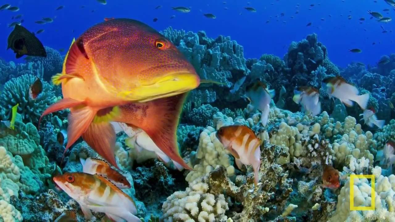 National Geographic Live! Enric Sala Journey to the Pitcairn Islands ...