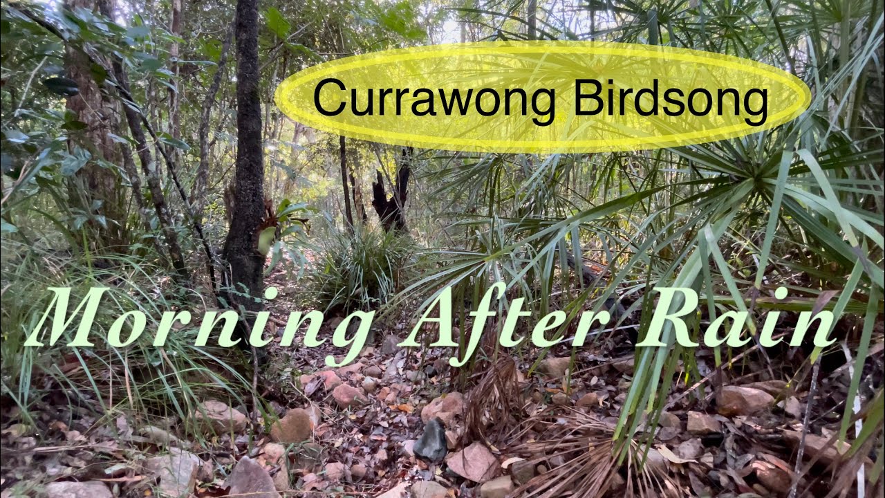Morning After Rain | Australian Forest Ambience | Best Currawong Sounds ...