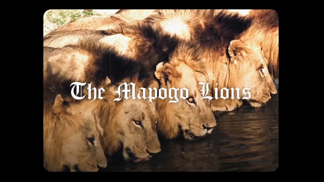 The Mapogo Lions Edit | Brothers in Blood: Lions of Sabi Sand - YouTube
