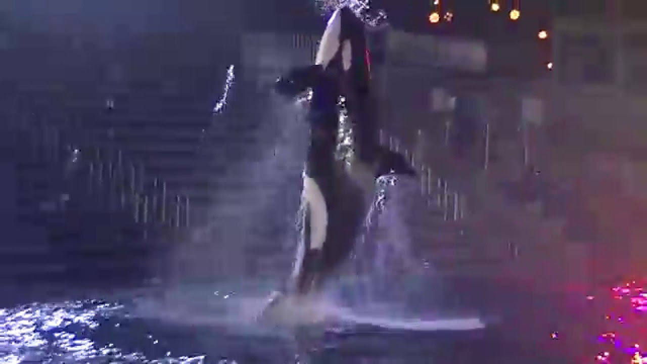 Shamu Christmas Miracles - Dec 9 2015 - SeaWorld San Diego - YouTube