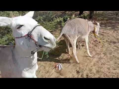 Gadha Gadhi Ke Peeche Kyun Bhagta Hai? | Donkey Mating Explained