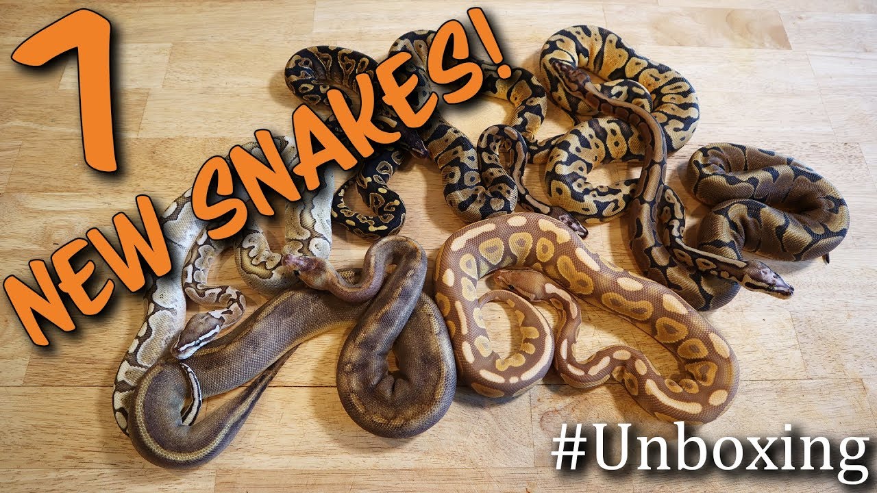 "UNBOXING" 7 NEW SNAKES! | Mixology #44 - YouTube