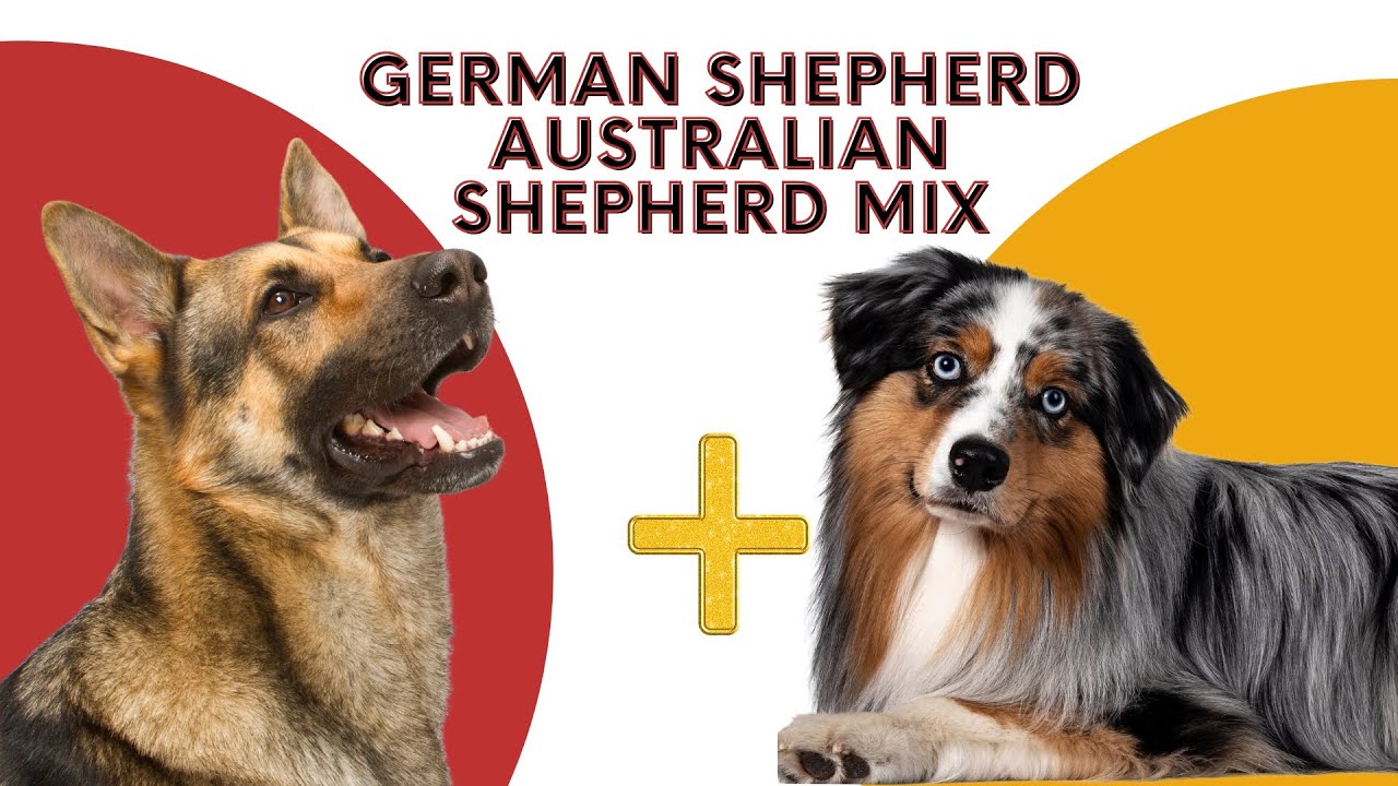 Australian Shepherd Mixed With German Shepherd