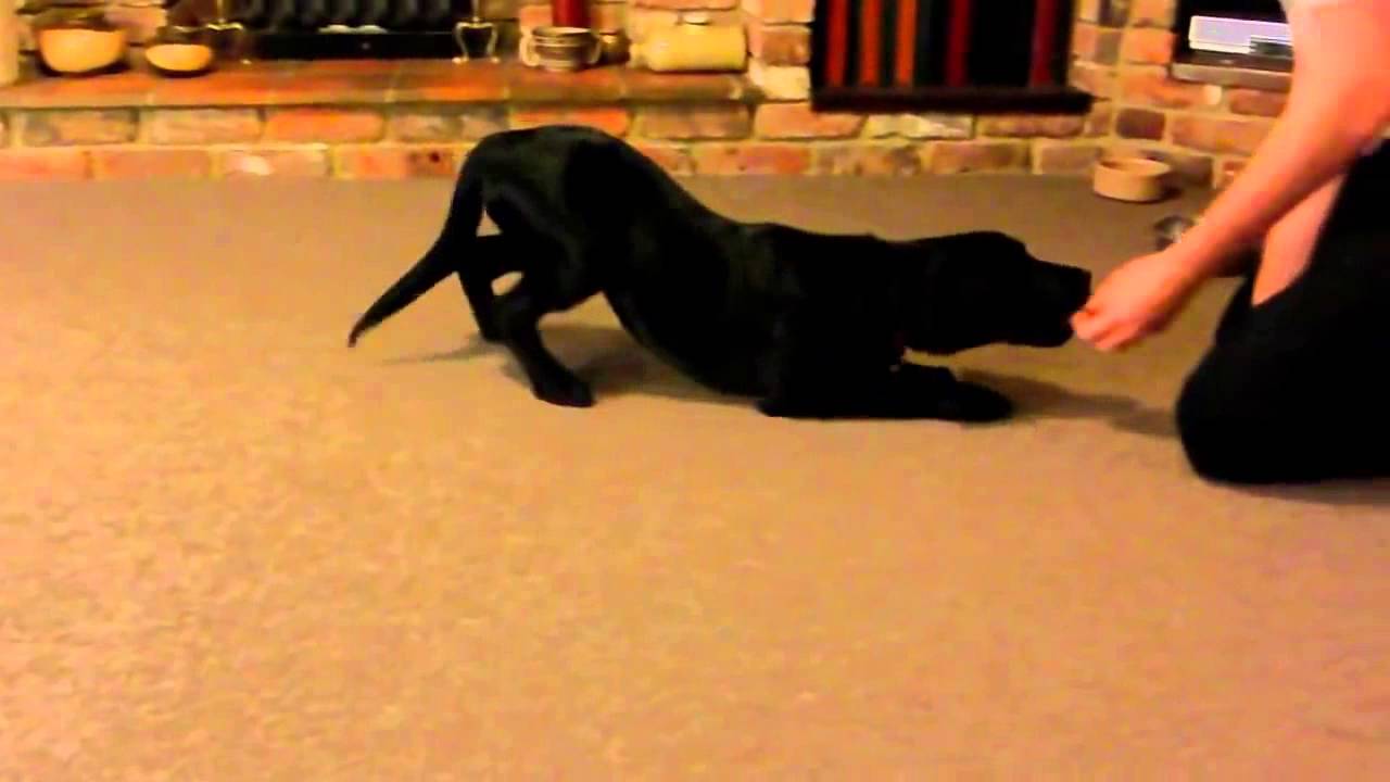 16 week intelligent Labrador puppy tricks dog training - YouTube