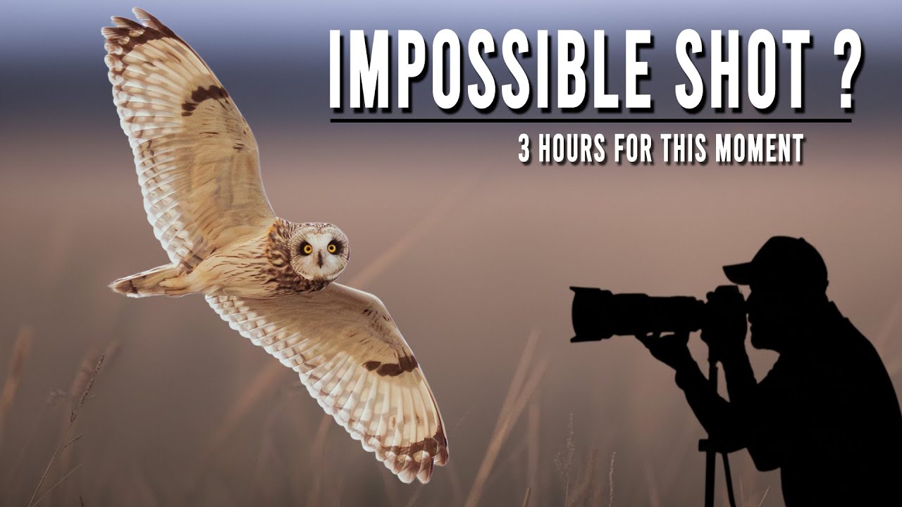 Bird Photography Secrets: How patience helps capture stunning owl ...