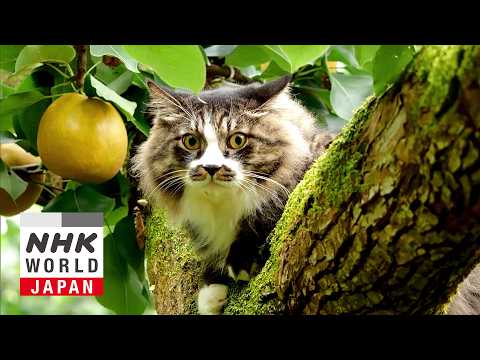 Chiba: Matching Poses - A Cat's-Eye View of Japan