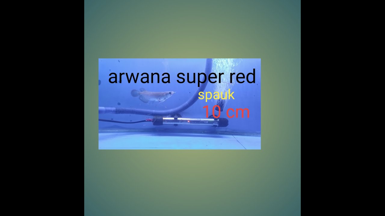 IKAN ARWANA SUPER RED ANAKAN - YouTube