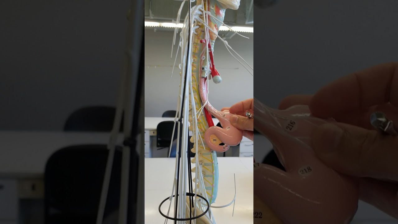 Spinal plexuses nerves wire model - YouTube