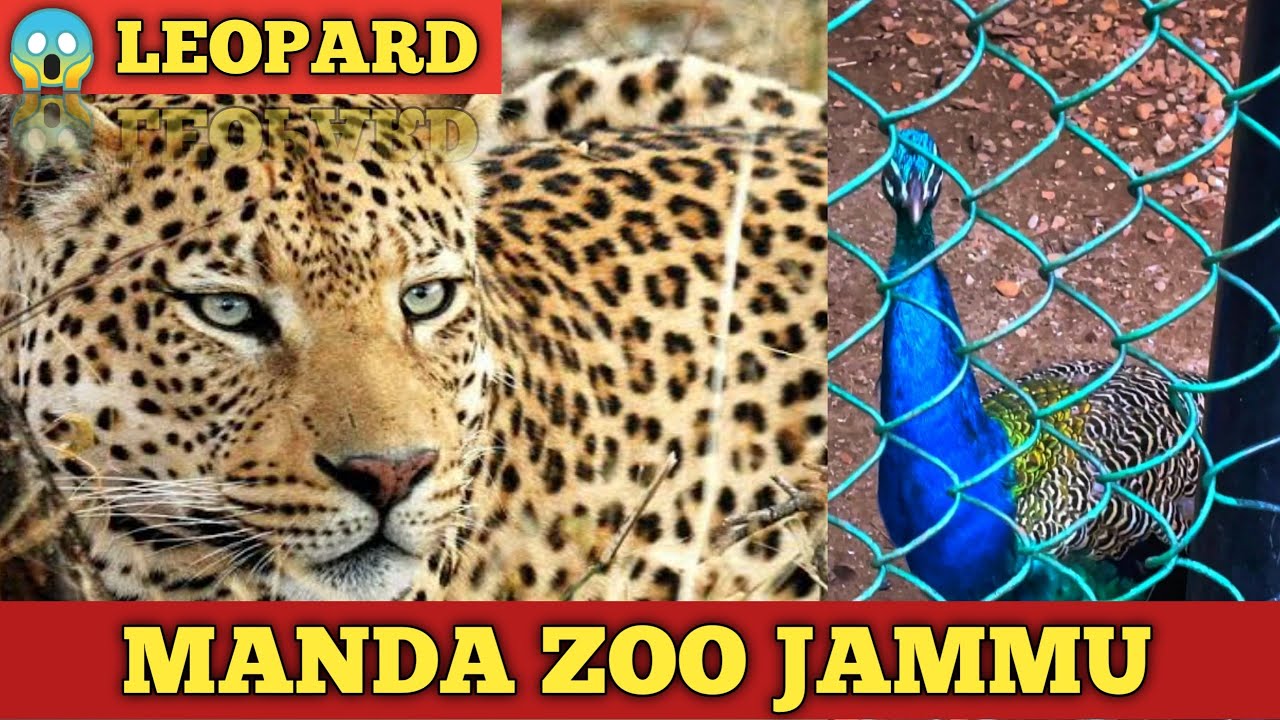 Manda Zoo Jammu | weekend vlog | @HimalayanExplorerRM - YouTube