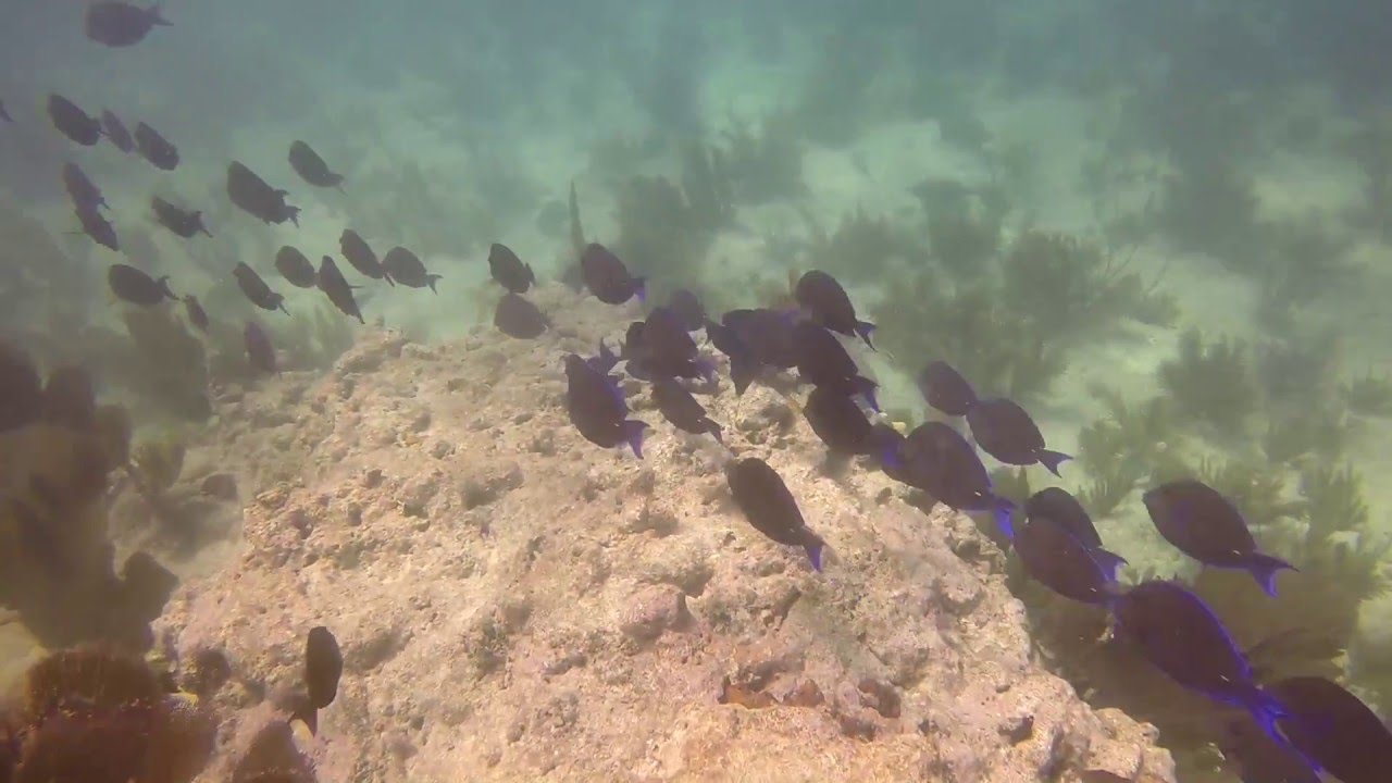 Sand Key Reef (HD) - YouTube