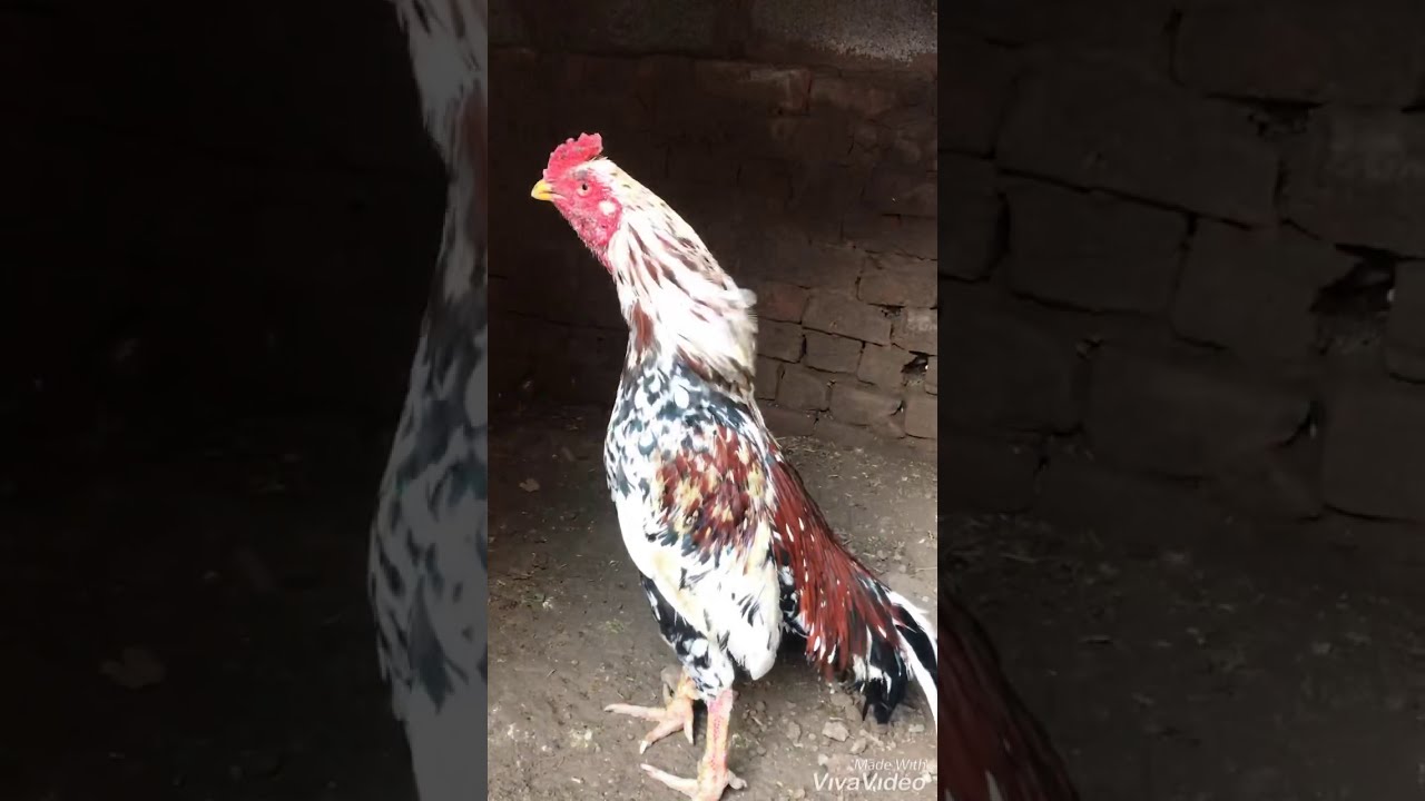 aseel cheena murgha in small size out class quality#aseel#murgha# ...