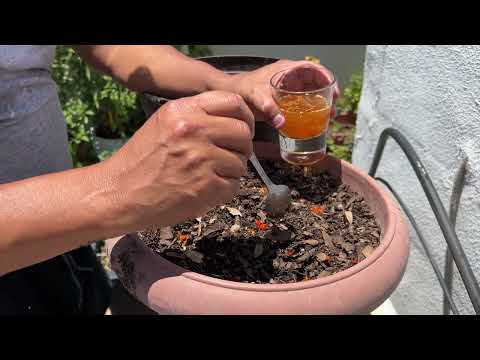 chile piquin de monte  la siembra    05062022