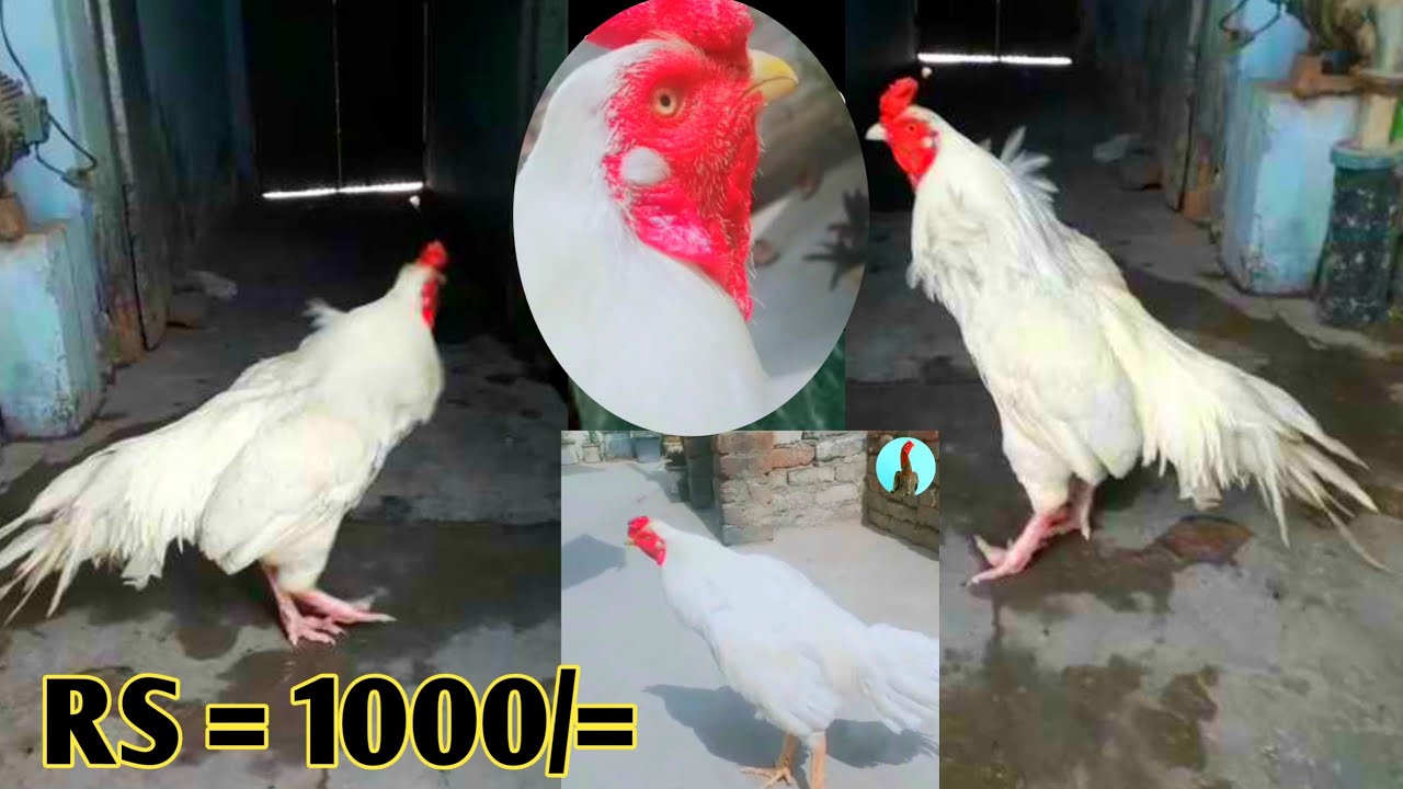 paper white aseel murga in Pakistan || heera aseel murga || white aseel ...