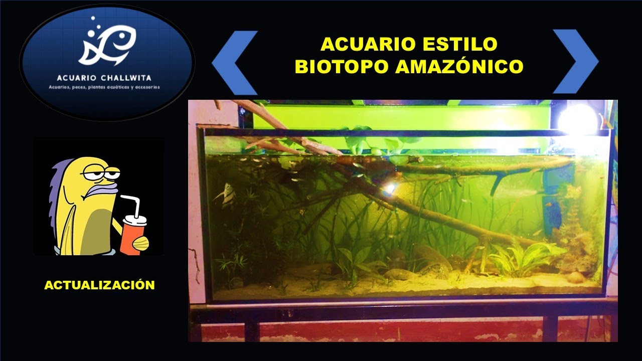 ACUARIO ESTILO BIOTOPO AMAZÓNICO - 3ra parte - SE INCLUYEN PIEDRAS DE ...
