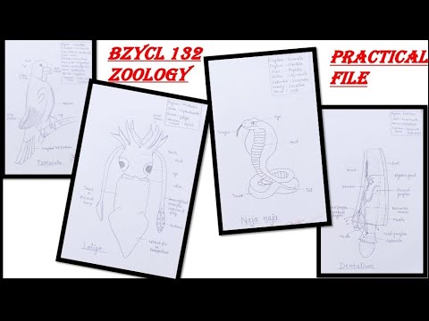BZYCL 132 Animal Diversity Practical File IGNOU - YouTube