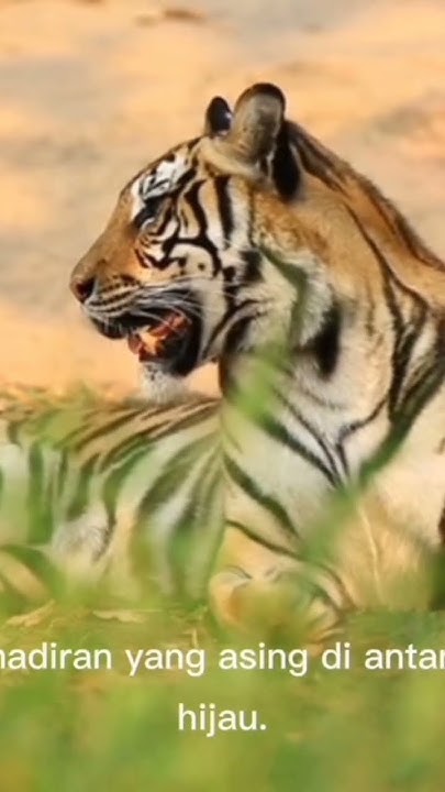 cerita harimau part2 #animals #binatang #alam #animal #cerita #dongeng #harimau #hewan - YouTube