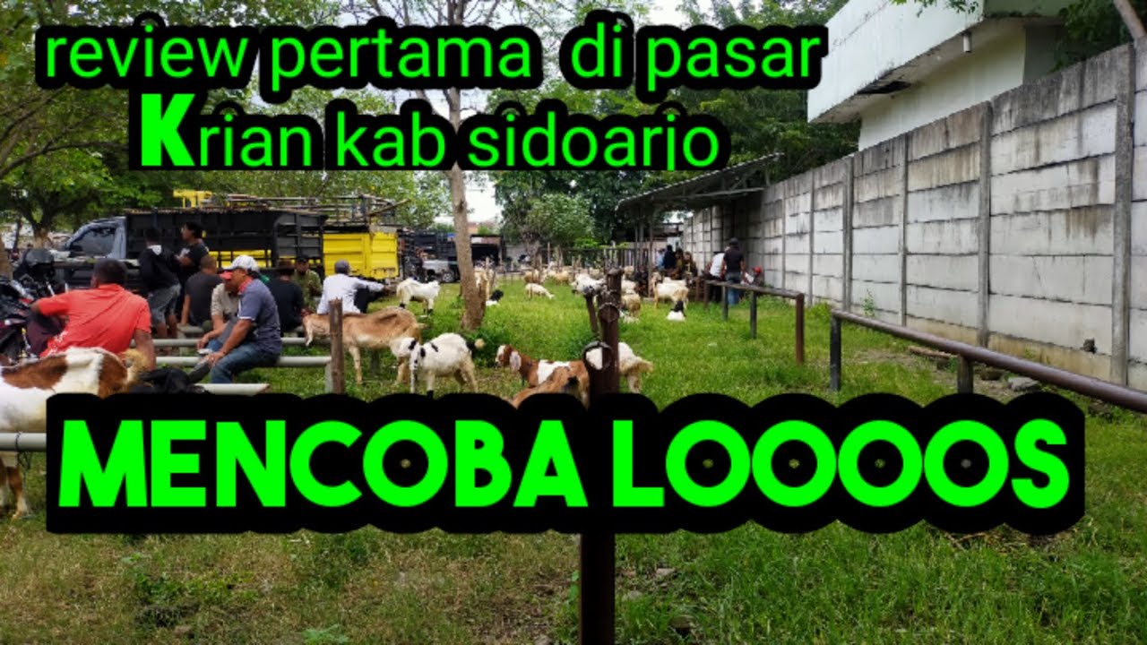 Harga kambing di pasar Krian kab Sidoarjo - YouTube