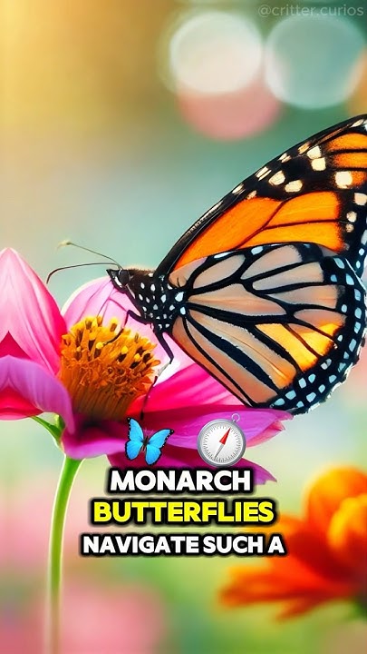 The Incredible Journey of Monarch Butterflies 🦋 - YouTube