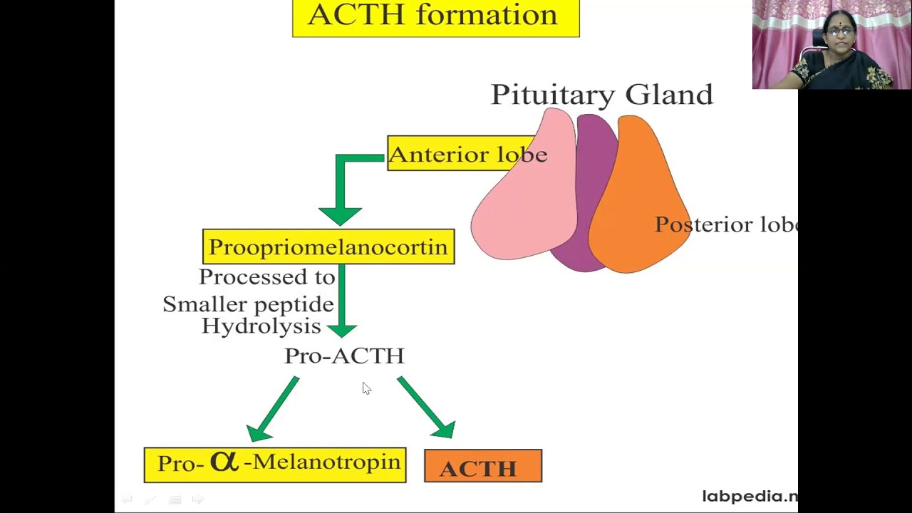 Adrenocorticosteroids Session 1 - By Dr. K. Hima Bindu, Associate ...