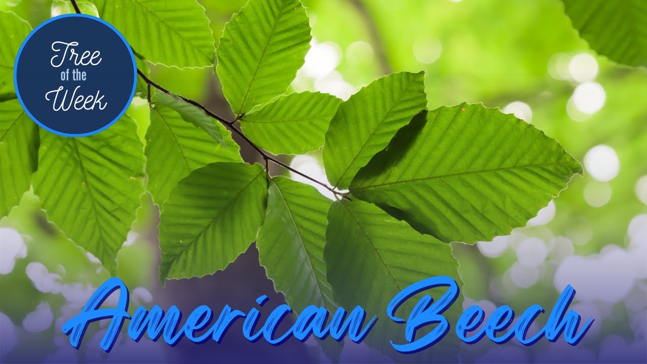 Tree of the Week: American Beech - YouTube