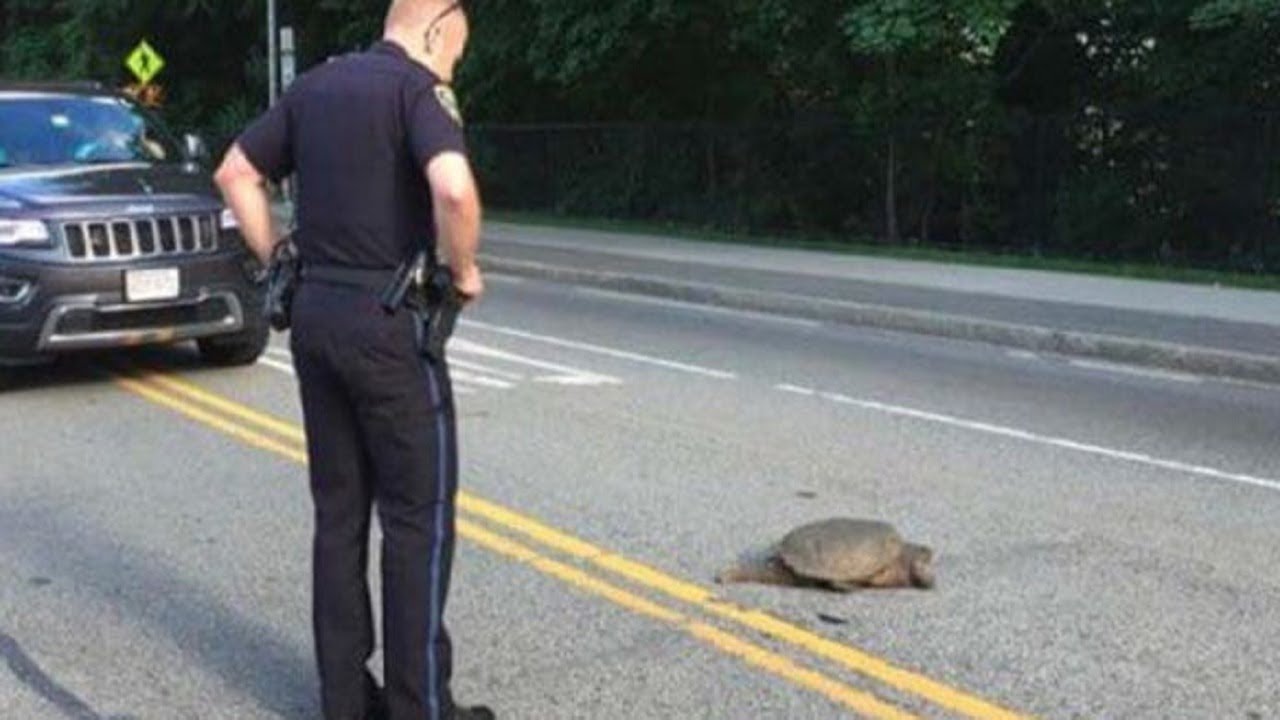 If You See A Turtle Crossing The Road, Here Is The Most Important Thing ...