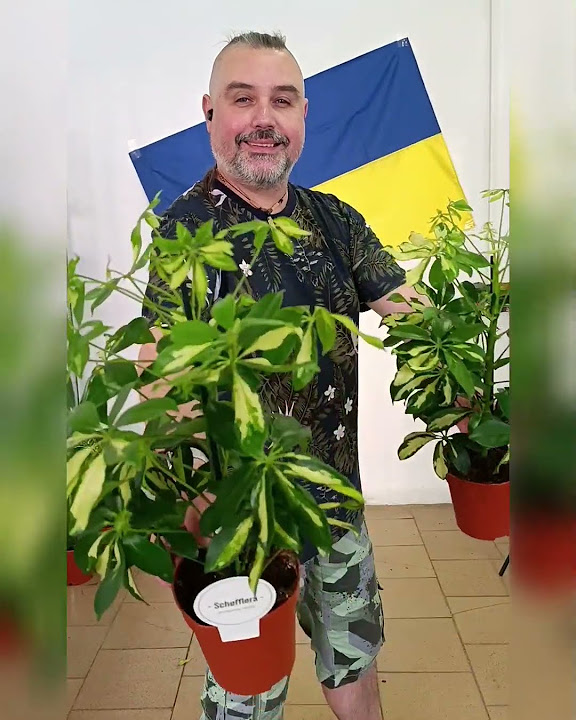 Шеффлера Герда, цена 350 гривен! Бронь в вайбер 0996782355 #шеффлера # ...