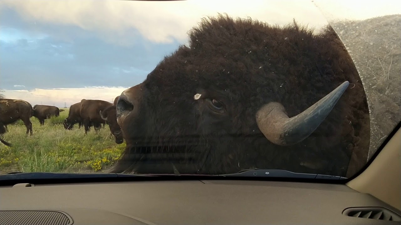Bison/Buffalo vs Car Encounter at Rocky Mountain Arsenal National ...