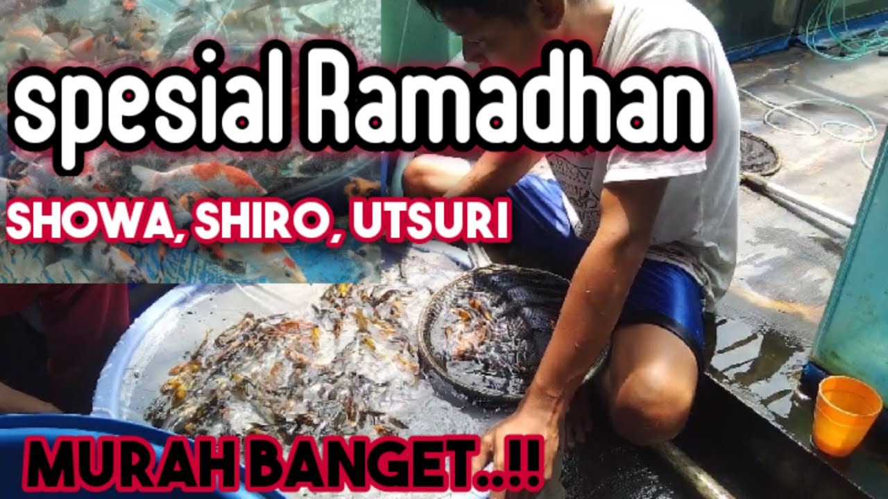 RIVIEW SHOWA grade A layak dibesarkan HARGA MURAH TAPI IKAN MEWAH - YouTube