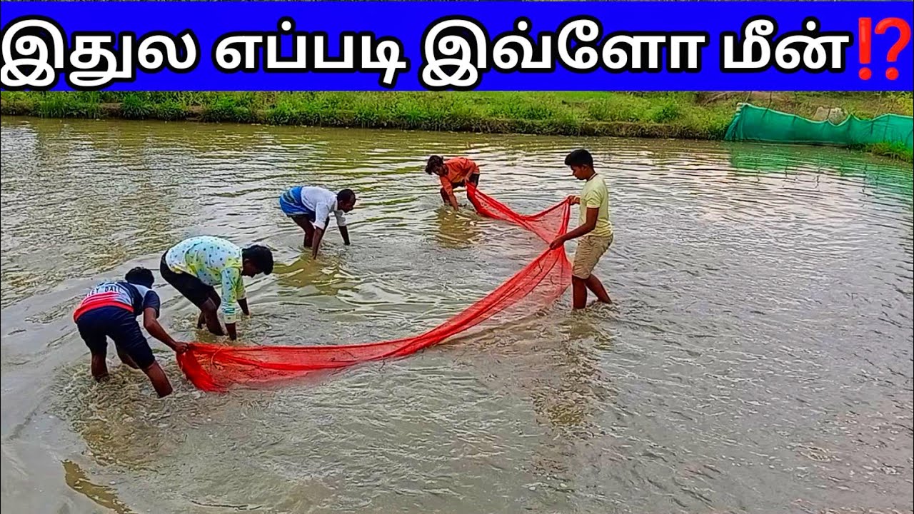 Amazing Fishing method in forming field | Fishing| Fish Catching ...