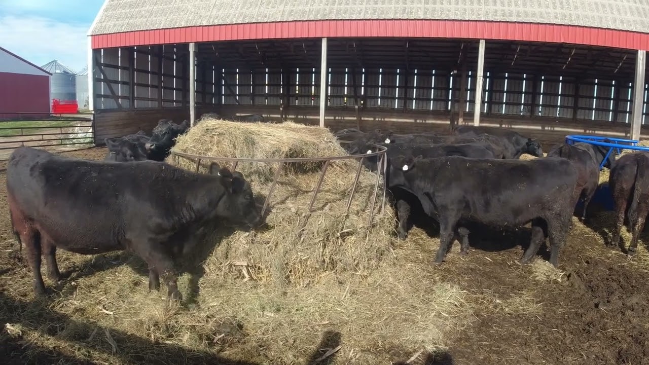 First-Generation Cattle Operation Update! - YouTube