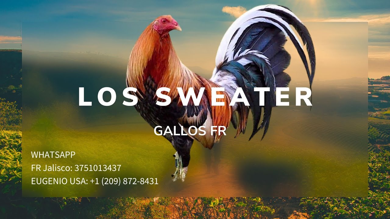 LOTE SWEATER J. Sanford con GALLINAS SWEATER 5 mil. - YouTube