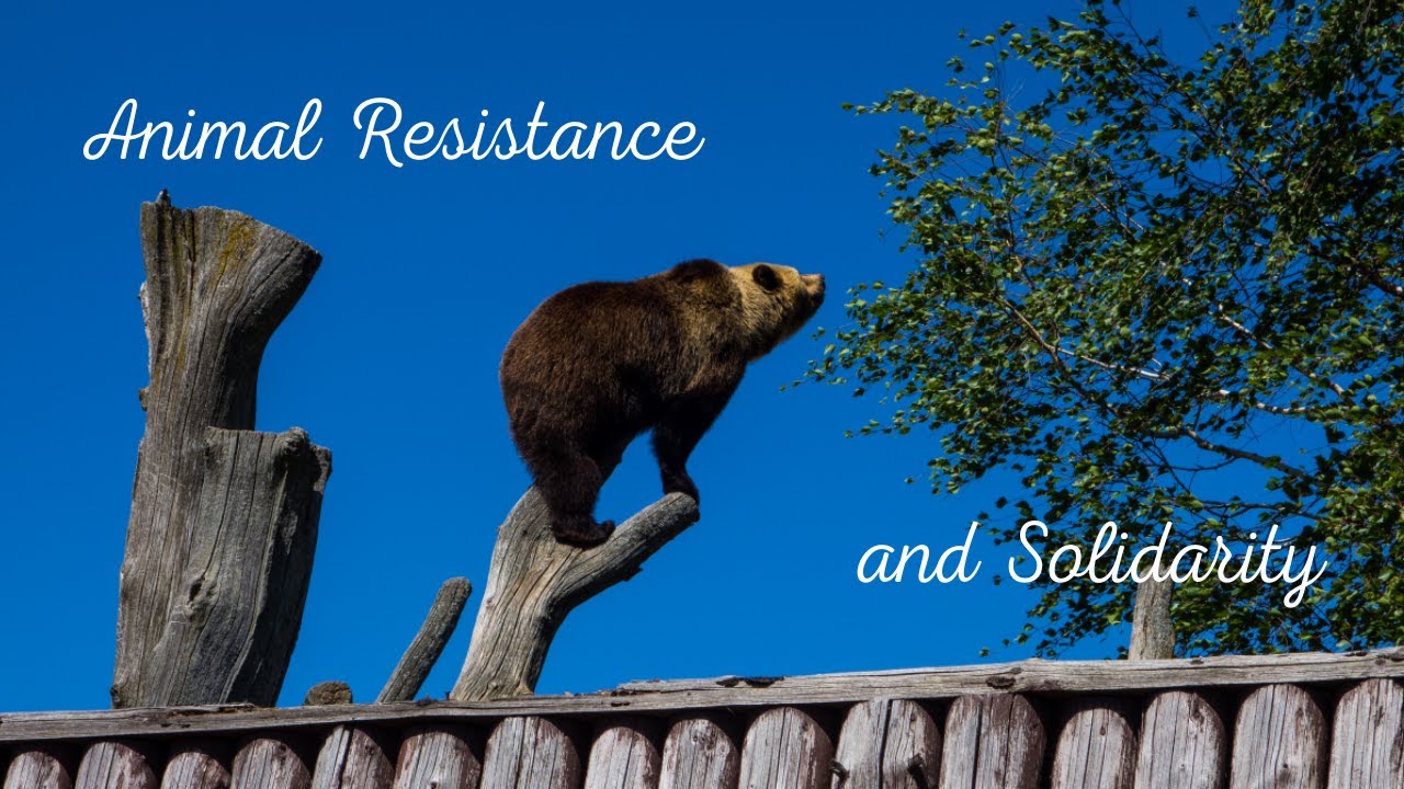 Animal Resistance and Solidarity - YouTube