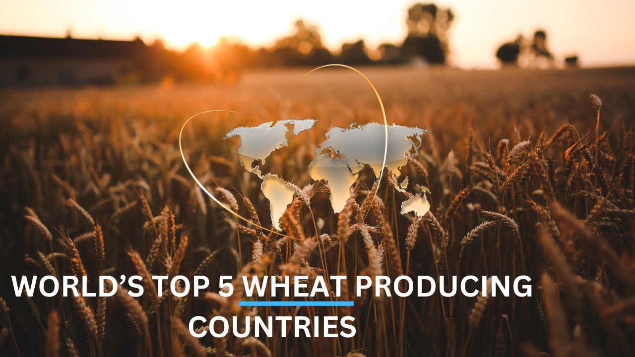 World's top 5 wheat-producing countries | Wheat Production by Country ...