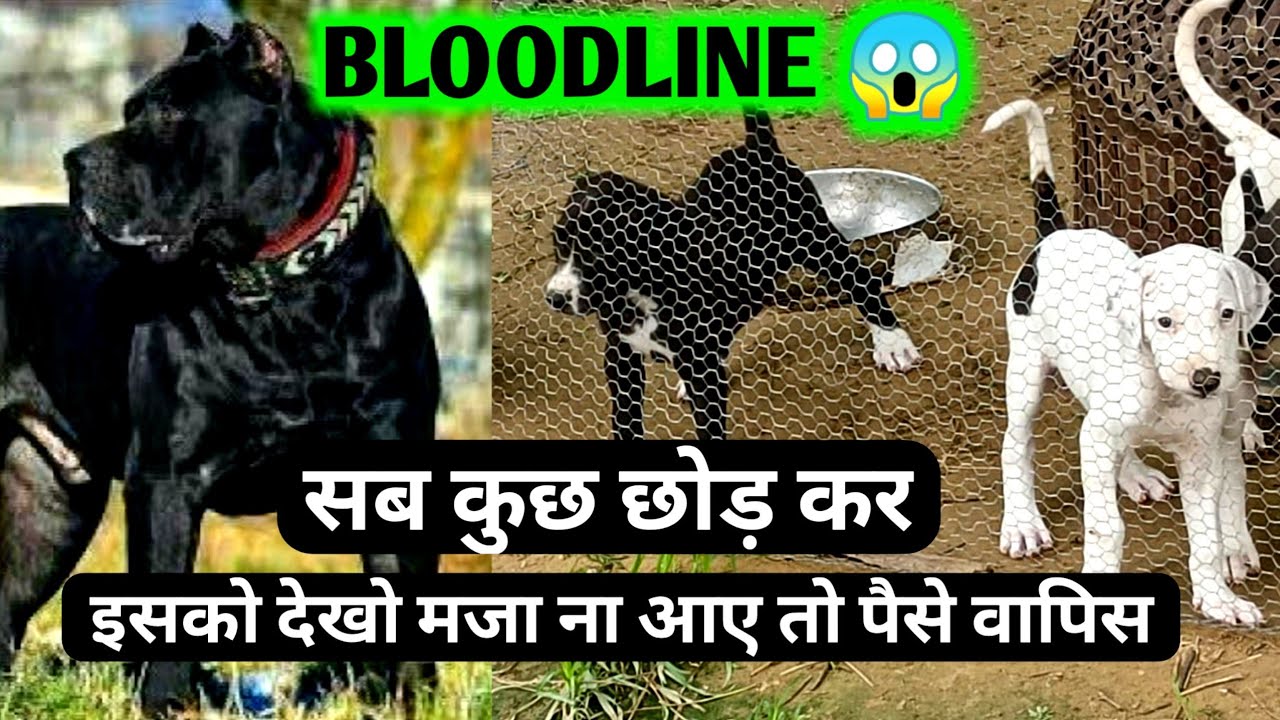 Top quality IMport line | Indian Mastiff | Bully kutta puppies for sale ...