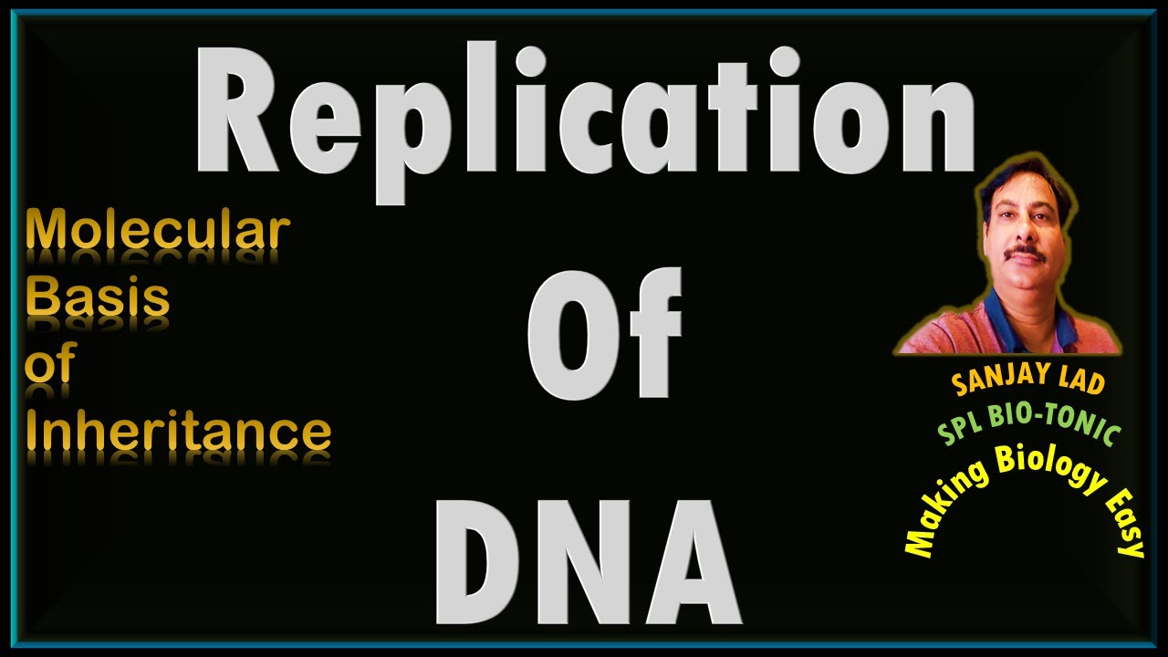 Replication Of DNA (Molecular basis of Inheritance)Maharashtra BOARD ...