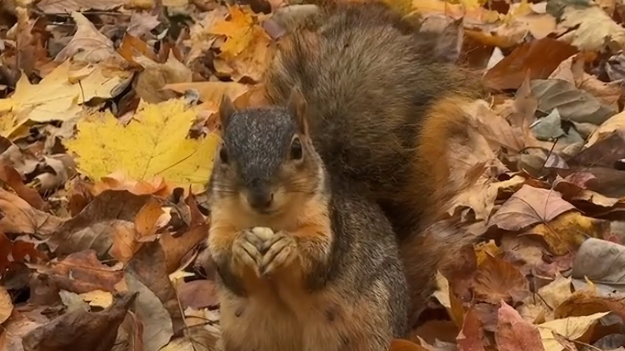 Squirrels at Play: Munching happiness! 🐿️🍂 #SquirrelJoy #NatureLovers ...