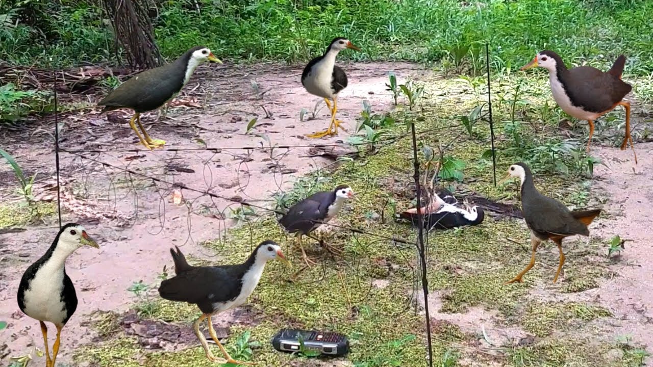 Bird Hunting | Bird Hunting Trap | How to Make a Bird Trap | Easy Bird ...