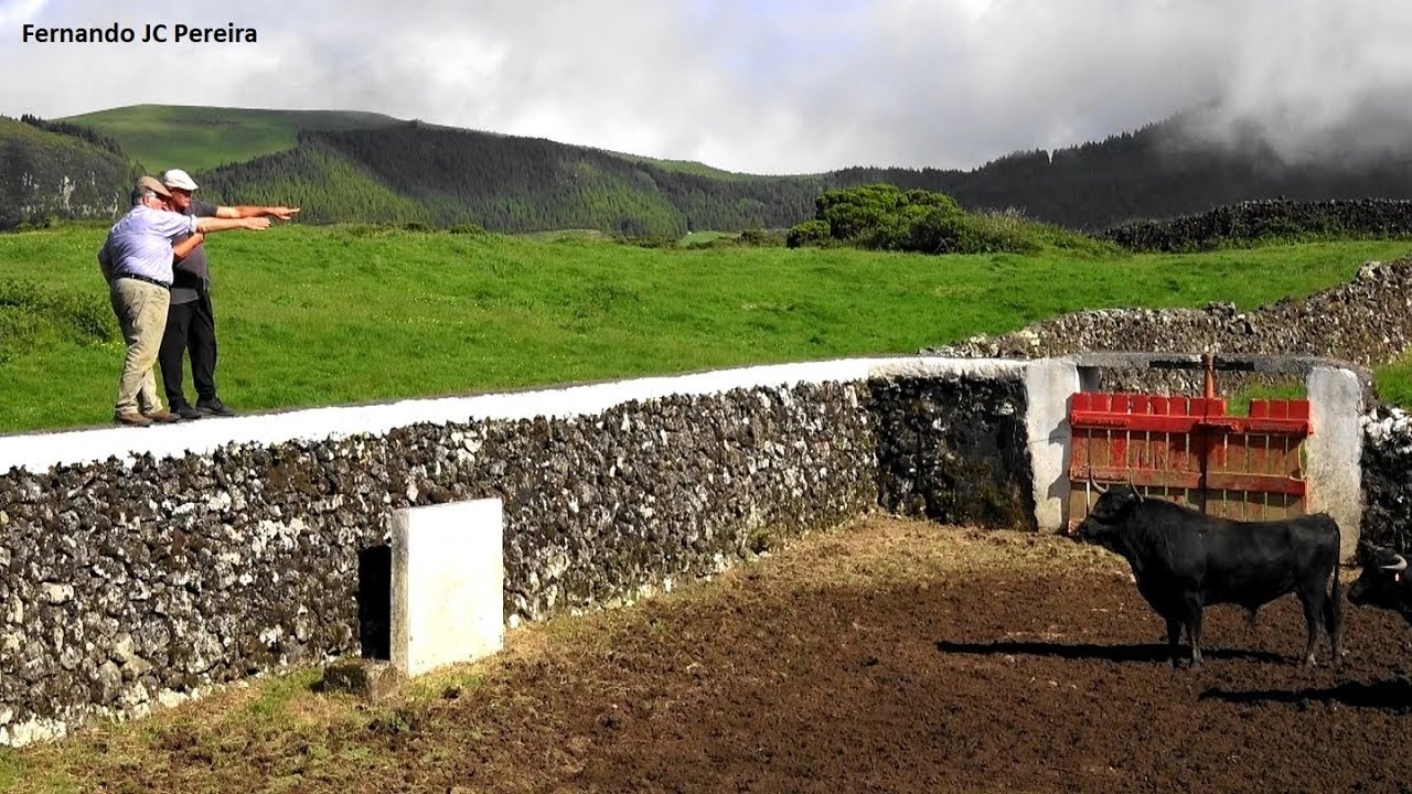 Escolher Touros Para Os Altares - Ilha Terceira Açores - YouTube