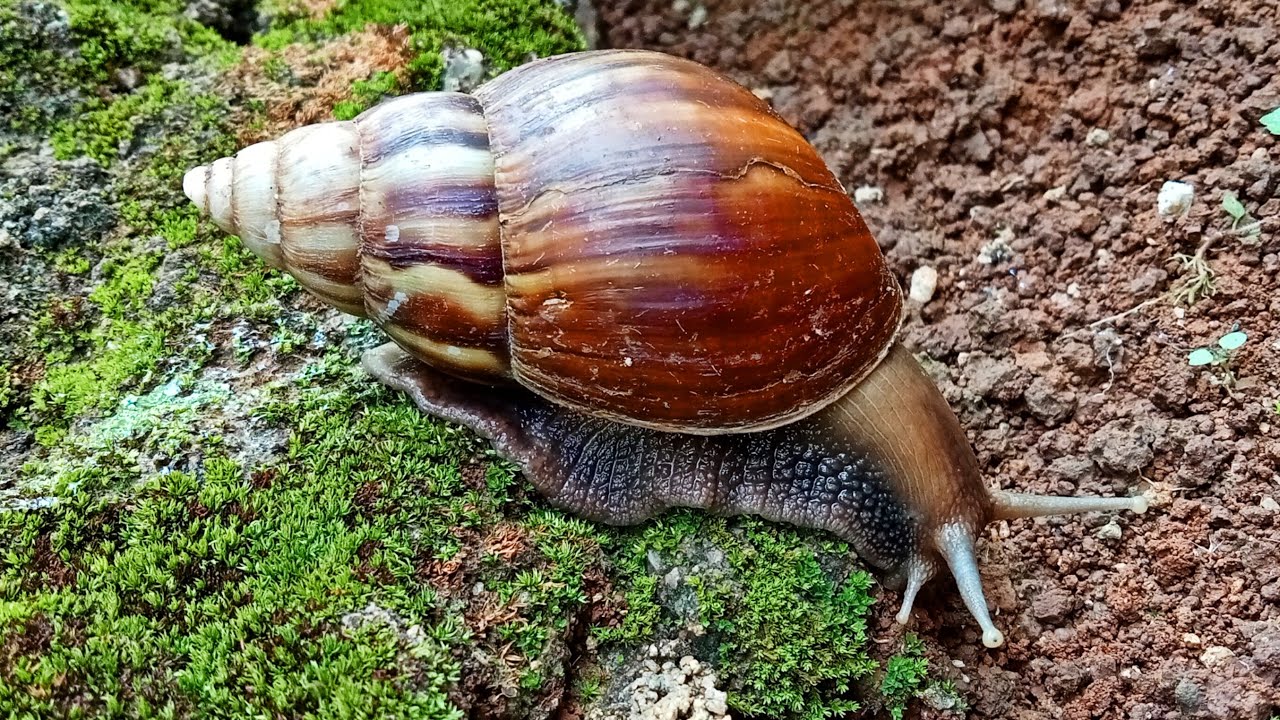 WOW !!! HUNTING CUTE SNAIL 🐌🐌🐌 Berburu Siput Bekicot yang Lucu di Kebun ...