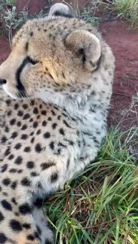 Sahara the Cheetah with the most beautiful Purr #wildlife - YouTube