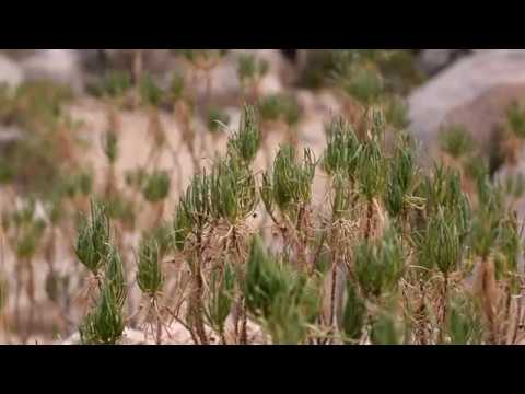 Nikon D5300 Sample Video Footage