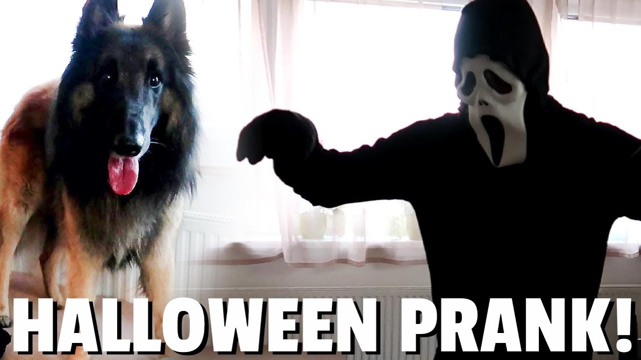 Dog Reacts to Ghostface! Halloween Prank - YouTube
